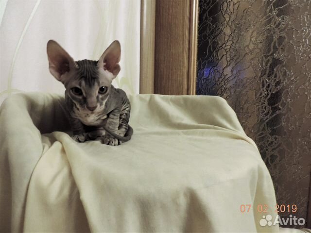 Маленький тигр