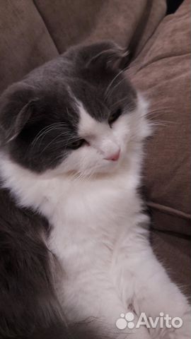 Красавчик ищет новый дом