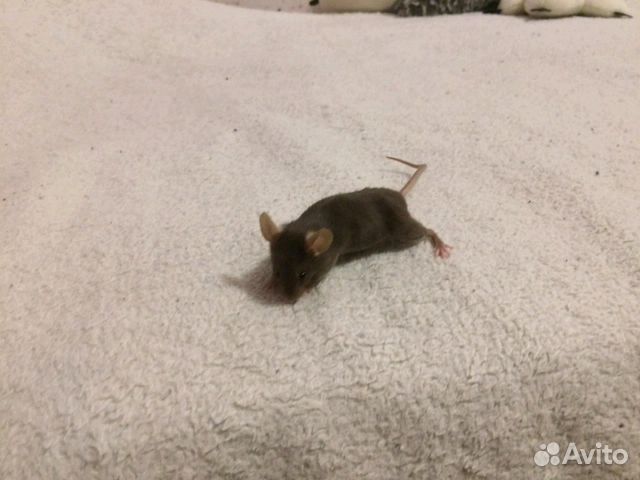 Декоративные мышки