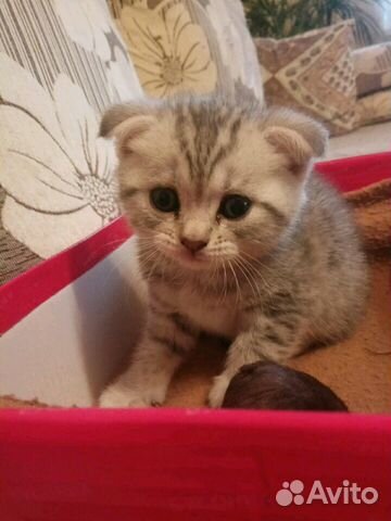 Котенок красавица девочка британка