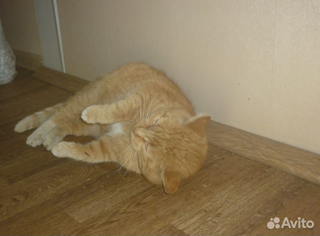 Рыжий кот Тигра