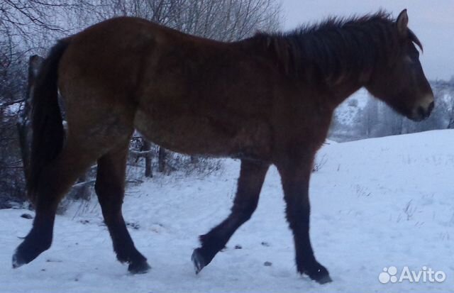Продается кобылка