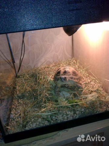 Черепаха сухопутная