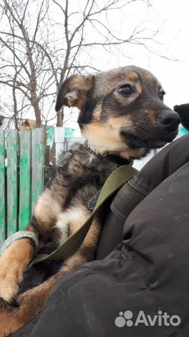 Щенок-подросток Яся, 5 месяцев, ищет дом