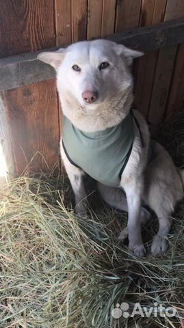 Отдам щенка, собаку помесь лайки