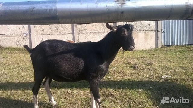 Альпийский козел