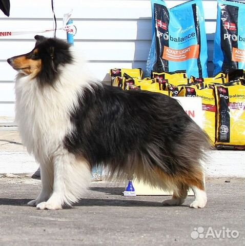 Щенки колли д/ш