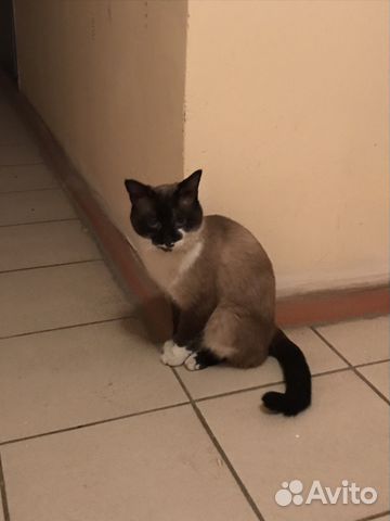 Найдена кошеа