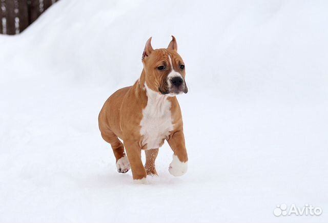 Красивая девочка амстаффа 2,5 мес