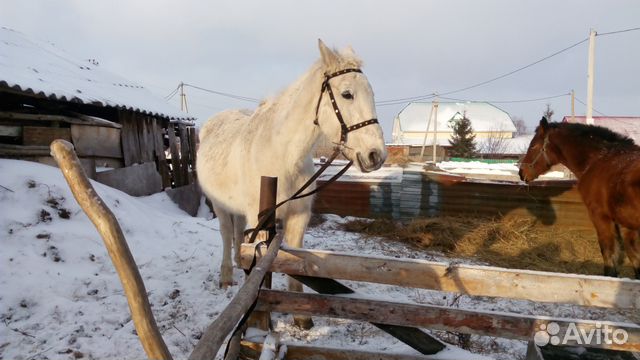 Лошадь