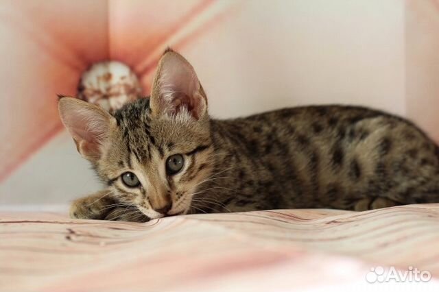 Котенок саванна