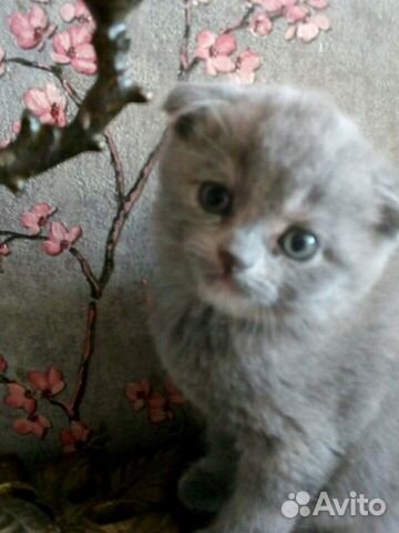 Шотландские малышки