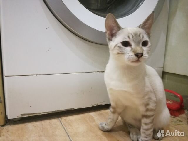 Маленькие котята Саванны (3,5 и 8 месяцев)