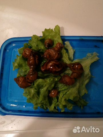 Улитка Ахатина