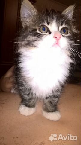 Весенние мимимишные котики - лучший антистресс