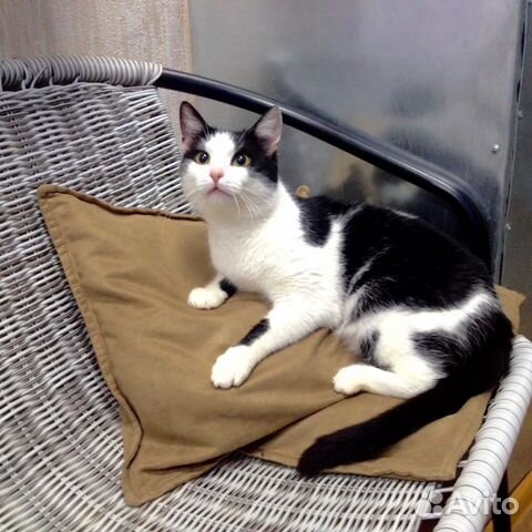 Умница-кошечка