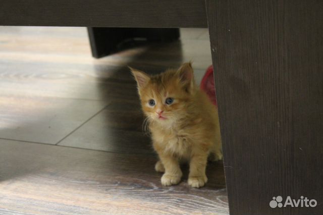 Очаровательные котятки-мейкуны