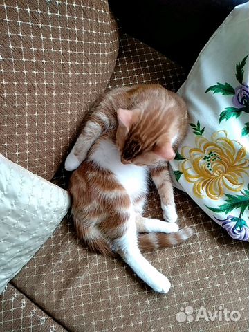 Молодой котик Тима, нет года. Послушный, приучен к