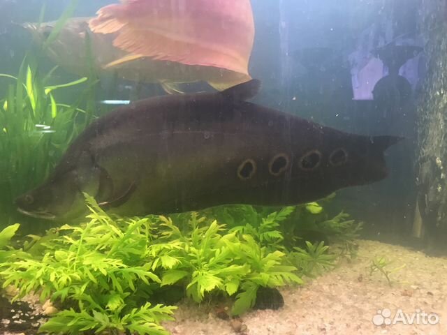 Индийский Нож Читала