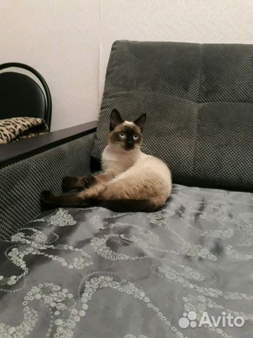 Тайский котёнок сил поинт