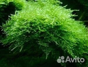 Растения в акву