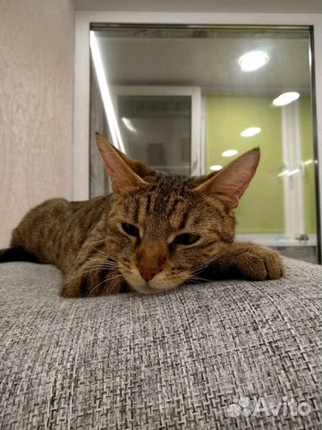 Кошка Чаузи ф2
