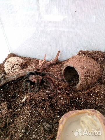 Паук-птициед с террариумом