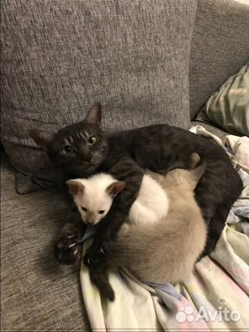 Котята три мальчика и девочка