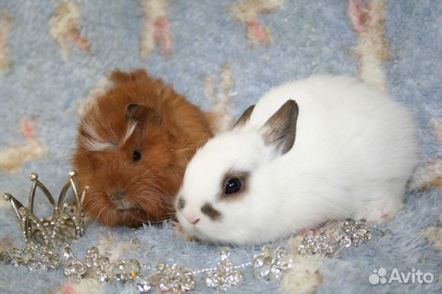 Морские свинки.крысята дамбо. карликовые кролики