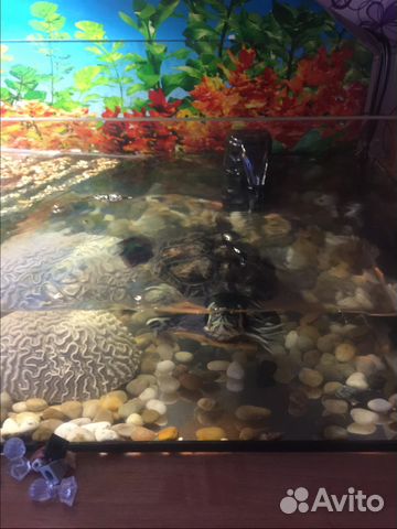 Отдам черепаху