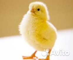 Цыплята бройлерая кобб 500, росс 308, голошейка Ма