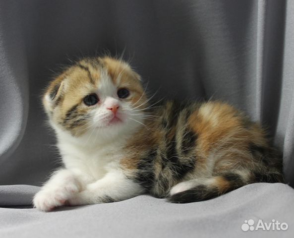 Скоттиш фолд яркая девочка