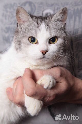 Плюшечка Шила ищет новый дом