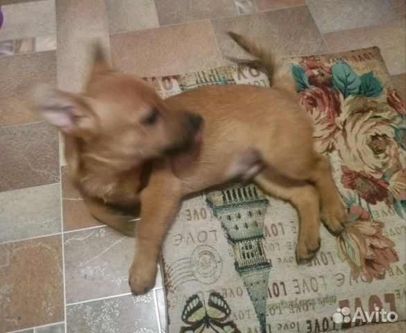 Помесь корги и чихуа-хуа