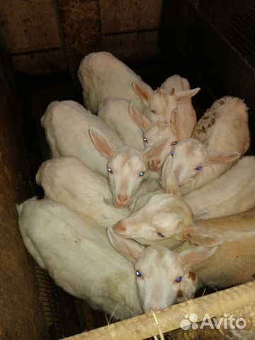 Продаются козлята 2-3 недельные заанинской породы