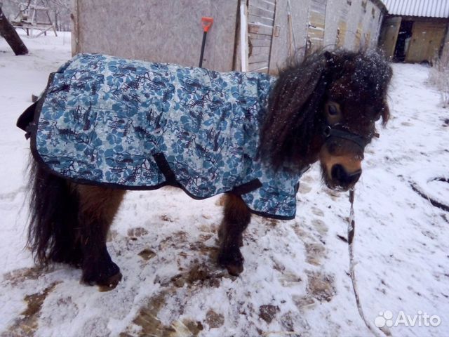 Мини пони из голландии