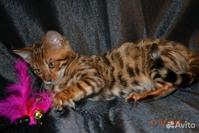 Шикарная яркая девочка