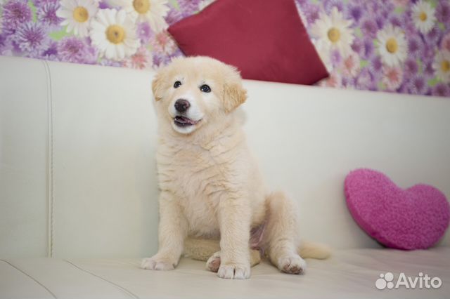 Мимимишка Перси