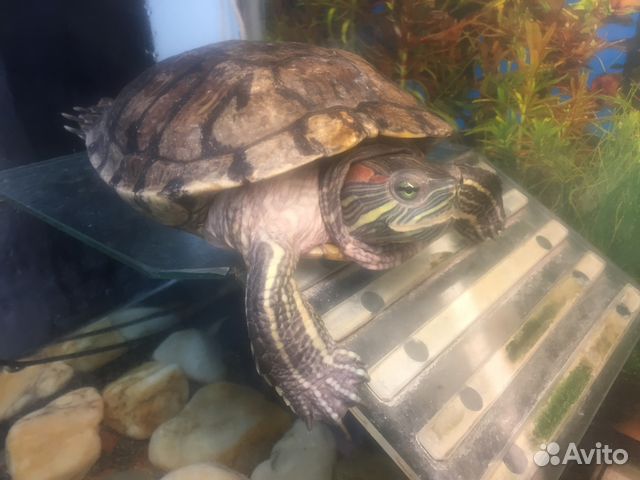 Черепаха красноухая с приданным