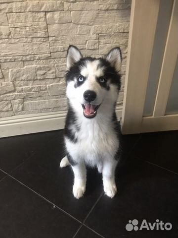 Сибирский хаски дети Лекса