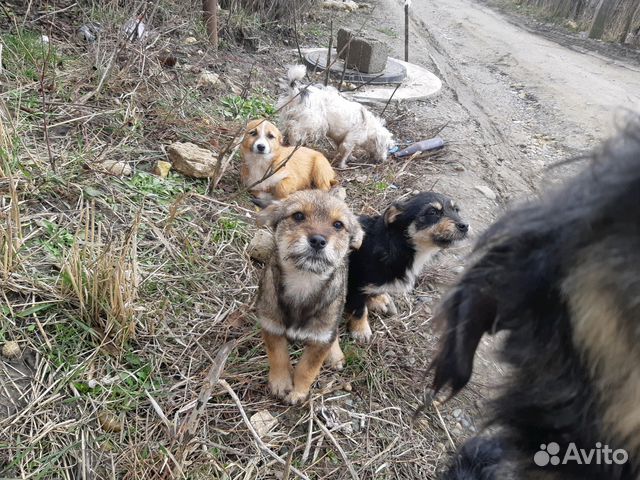 Маленькие щенки в добрые руки