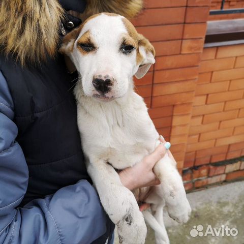 Прекрасная девочка ищет дом