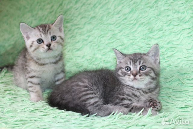 Плюшевые котята