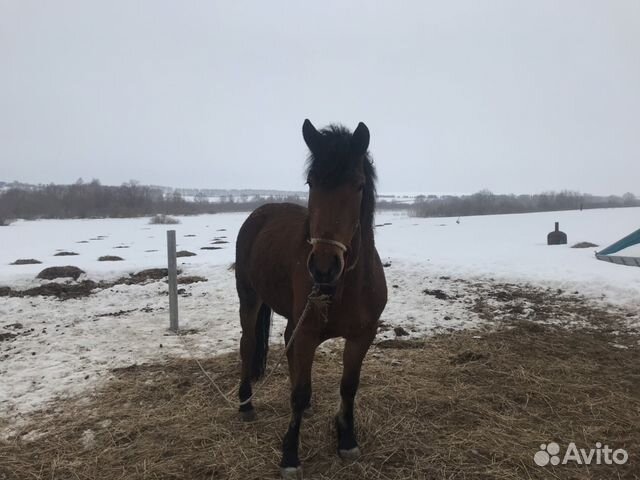 Лошадь кобыла