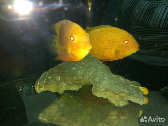 Северу красно точечный малёк 4см