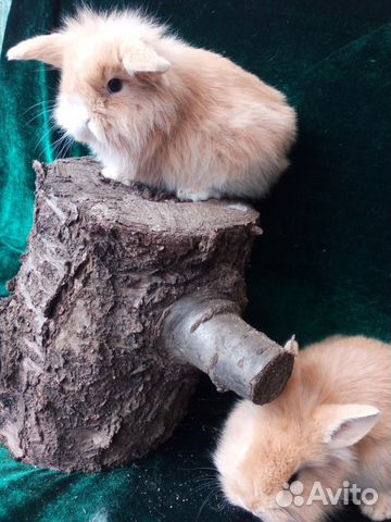 Питомник мини кроликов Лапик