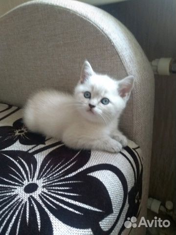 Шотландские котята