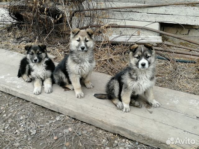 Щенки лайки