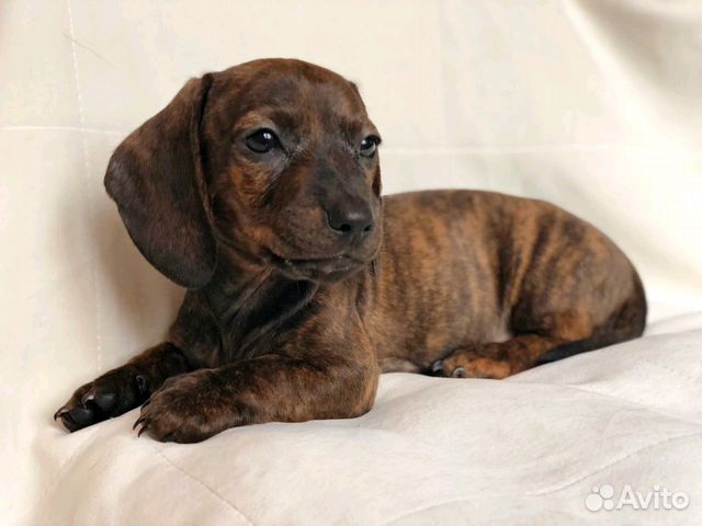 Такса- мини