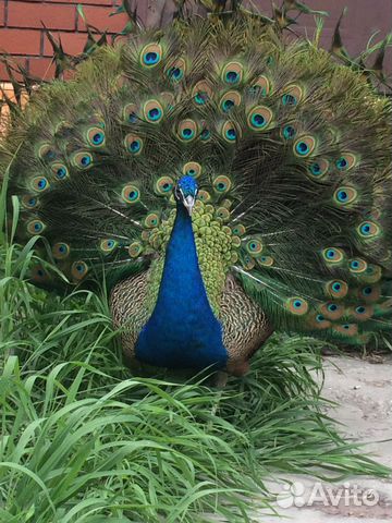 Семья павлинов